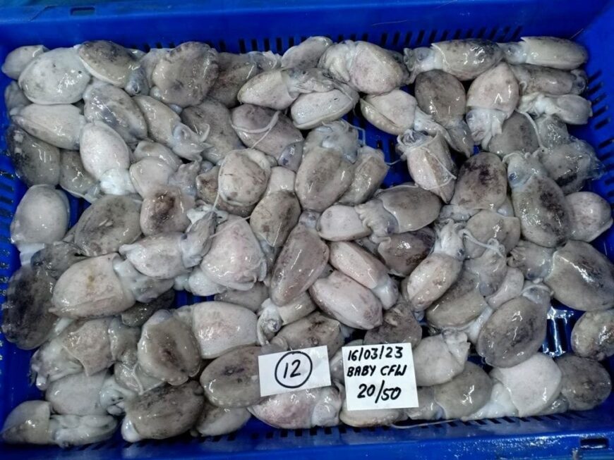 Frozen Baby Cuttlefish - MINAZ EXPORTS