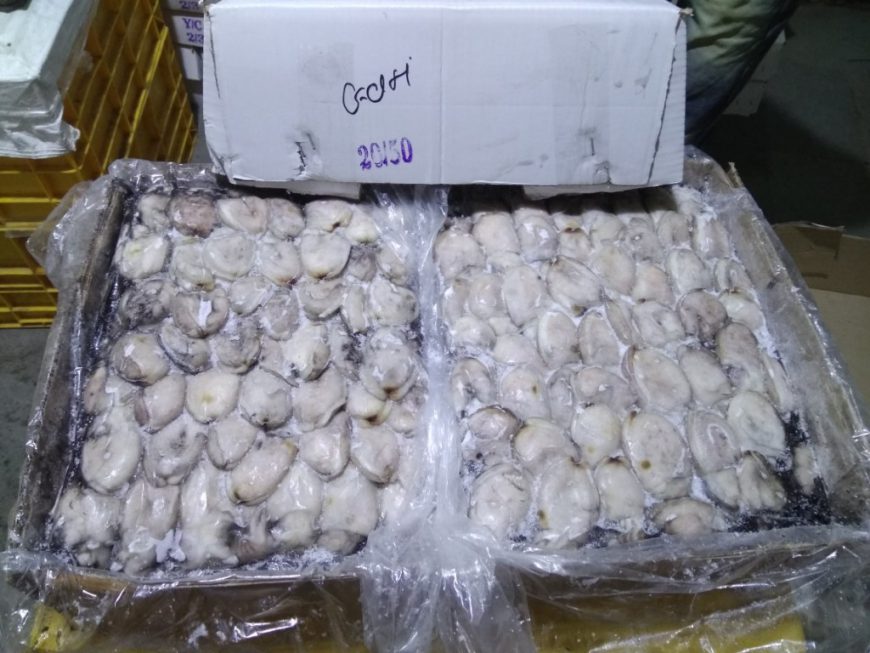 Frozen Baby Cuttlefish – MINAZ EXPORTS